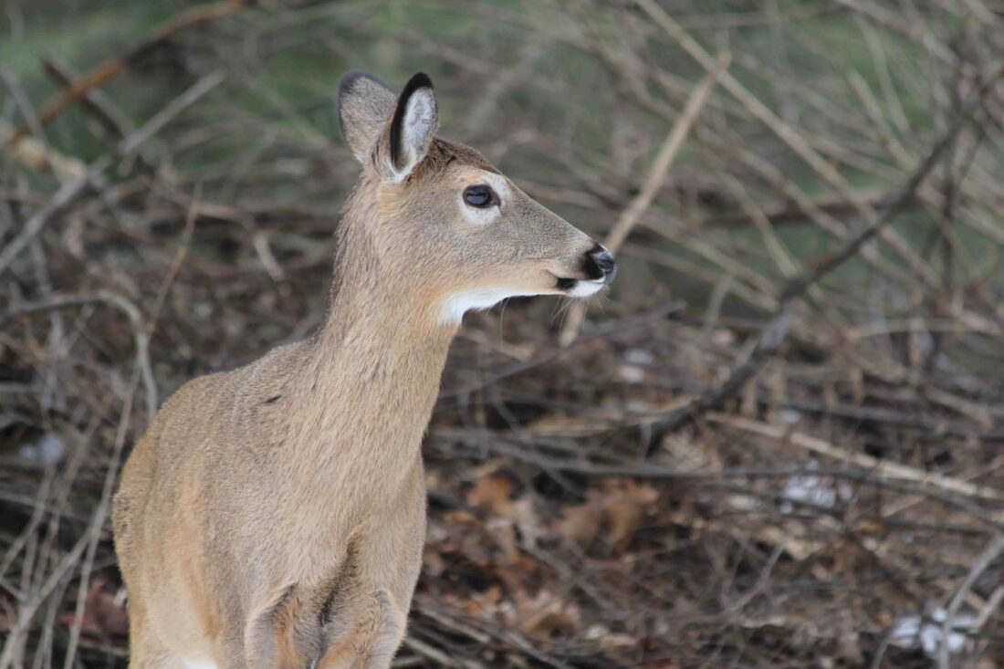 Pa. introduces new rules for hunters to limit the spread of ‘zombie ...